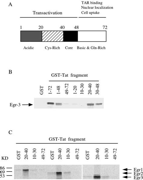 Mapping Of The Region Of Tat That Interacts With Egrs A Schematic Download Scientific Diagram