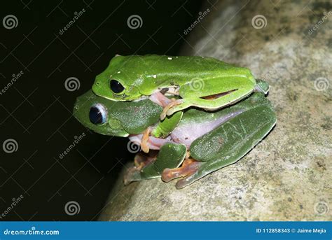 Mating Green Frogs Stock Image Image Of Color Fauna 112858343