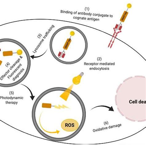 Schematic Illustration Of Antibody Drug Conjugate ADC Mechanism Of Download Scientific