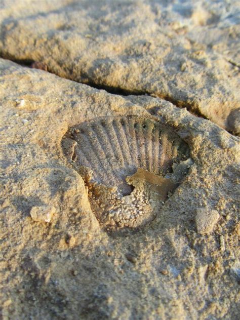 Vertical Closeup Of A Shell Fossil In Limestone Under The Sunlight With