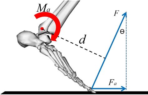 Figure 2 From The Relative Contribution Of Ankle Moment And Trailing