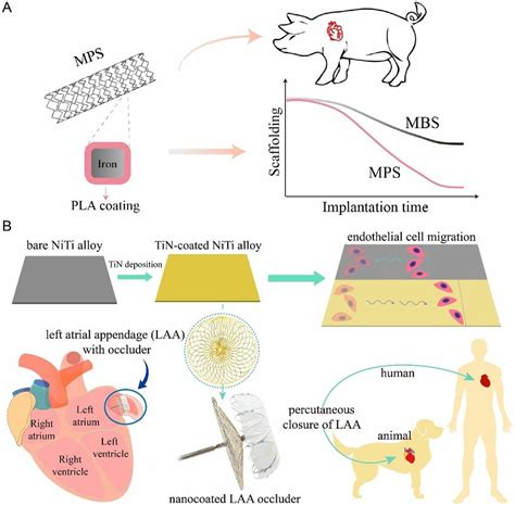 Implants For Cardiovascular Repair A Using A Polymer Coating To Download Scientific Diagram