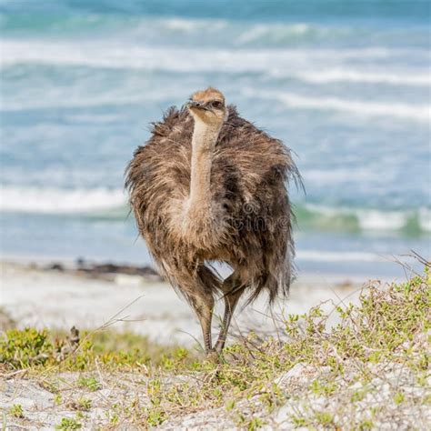 Barnslig Struts Fotografering För Bildbyråer Bild Av Svart 61424373
