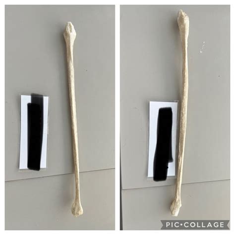 Lab Practical Bones We Need To Identify Flashcards Quizlet