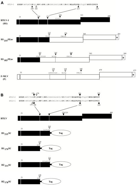 Schematic Representation Of Htlvmlv Env Chimeras And Htlv Su Amino