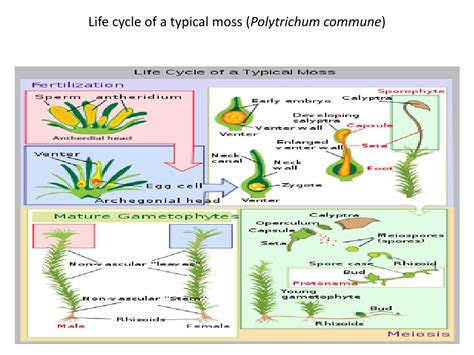 Ppt Assalamualaikum Powerpoint Presentation Free Download Id 3892869