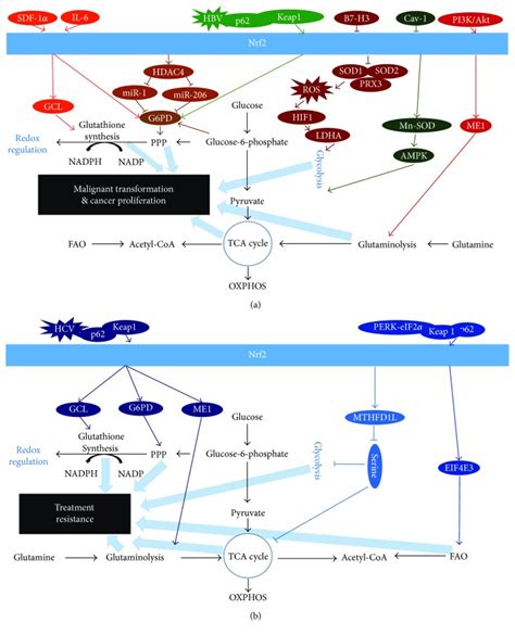 Nrf2 Mediated Metabolic Reprogramming In Cancer Pmc