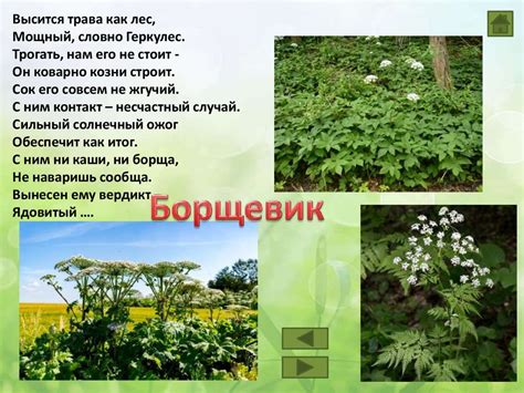 Ядовитые растения презентация онлайн
