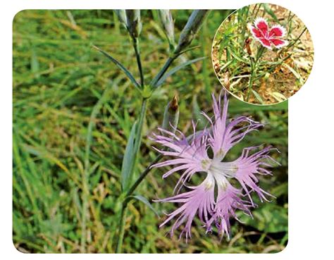 瞿麦 北京地区中草药识别