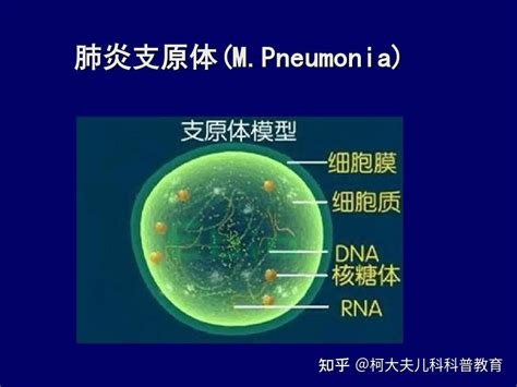 耐药肺炎支原体肺炎，就必须使用多西环素吗？没条件检测怎么办？ 知乎