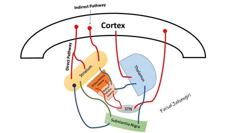 Info Of The Day Basal Ganglia Indirect And Direct Pathways With Cortex”