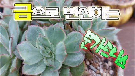 문가드니스가 금으로 변신비 흠뻑 맞고 오동통 이쁜 옥상다육이 Youtube