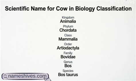 Discover The Cow Scientific Name And Proper Classification