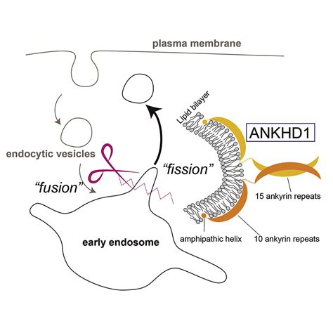 Membrane Deformation Ability Of ANKHD1 Is Involved In The Early