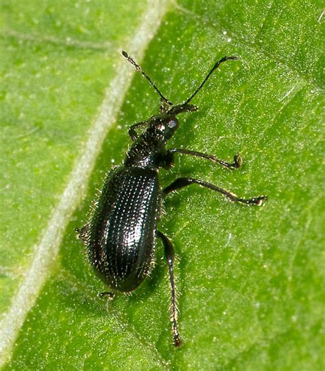 Weevil Genus Eugnamptus Bugguide Net