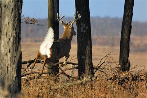 How Not To Spook Deer With Your Ground Blind Omega Outdoors