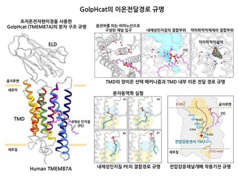 Ibs 골지체 기능 핵심 이온 채널 작동 매커니즘 규명 네이트뷰