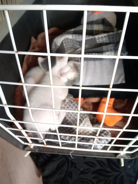 Smol Smols R Illegallysmolcats