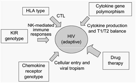Impact Of Host Genetics On Hiv Disease Progression And Treatment New