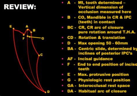 Fp Ii Quiz 2 Occlusion Flashcards Quizlet