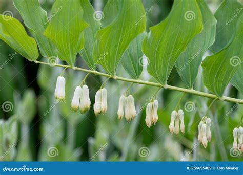 Solomons Seal Polygonatum Flowers Stock Image Image Of Horizontal