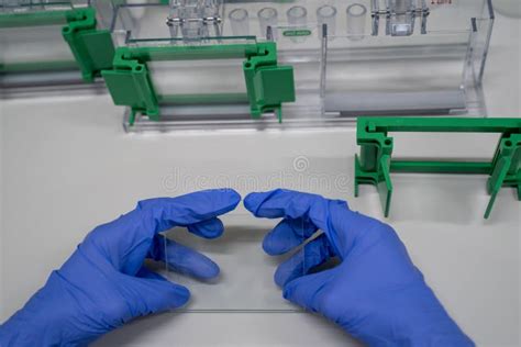 The General Process Preparation For Protein Levels Detection Is Using Western Blot Analysis