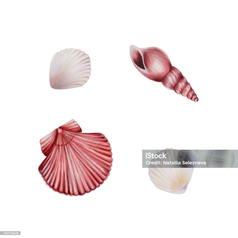 껍질이있는 수채화 구성 흰색 고립된 배경에 수중 생물 물체를 손으로 칠하는 클립아트 디자이너 장식 엽서 포장지 스크랩북 표지 초대장 웨딩 디자인 포스터 및 섬유 조개