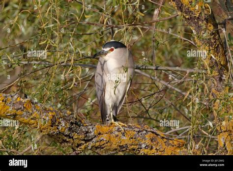 Black Crowned Night Heron Nycticorax Nycticorax Adult In Breeding