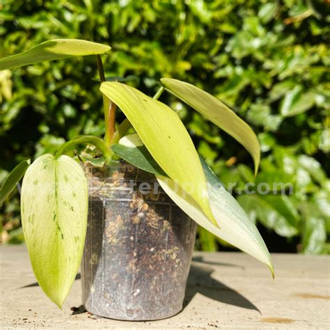 17″ Rectangular Translucent Planter Pots For Houseplants Aroids Philodendrons Monsteras