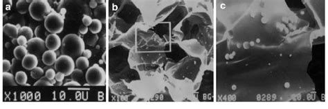 Morphology Of Porous Alginate Scaffold Incorporating Plga Microspheres Download Scientific