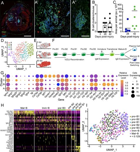 B Cells Increase In Prevalence Over Time Following SCI And Contain Download Scientific Diagram