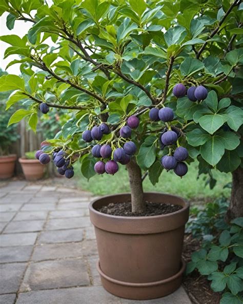 12 Best Fig Varieties Fig Varieties Fig Fruit Tree Growing Fig Trees