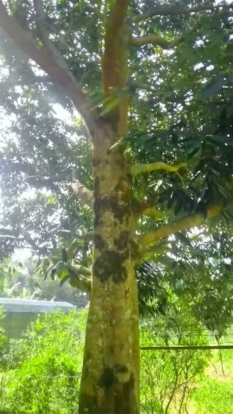 নাগেস্বর চাপা গাছ যা খুবি বিরল গাছ হিসেবে পরিচিত। Youtube