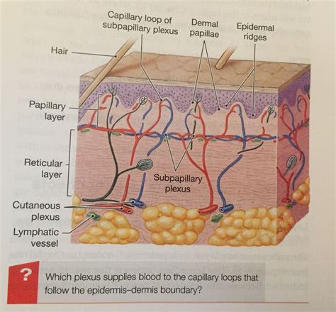 Pin By Jean Grey On Anatomy And Physiology Plexus Products Epidermis
