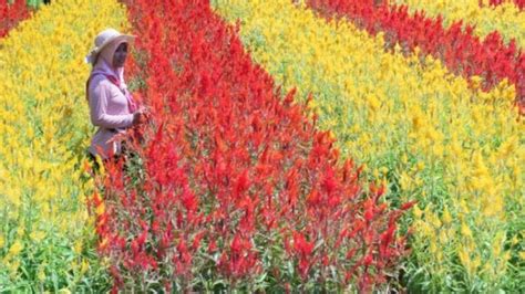 Harga Tiket Taman Bunga Loano Purworejo Dan Koleksinya Sering Jalan