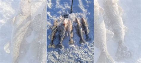 Свежая рыба судак купить в Саратове | Товары для дома и дачи | Авито