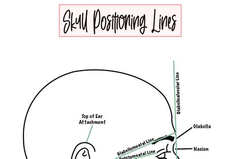 Skull Positioning Lines Cheat Sheet Etsy