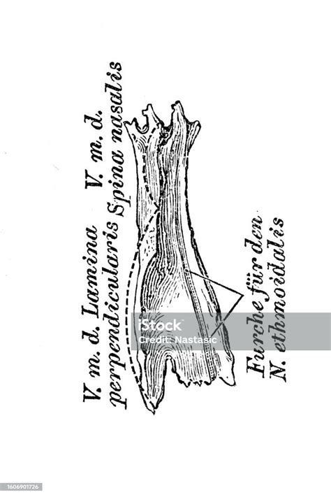Nasal Bone Stock Illustration Download Image Now 19th Century 19th
