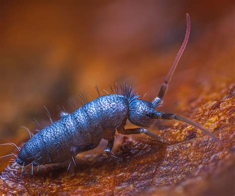 How To Get Rid Of Springtail Bugs In The House 4 Expert Tips Homes And Gardens