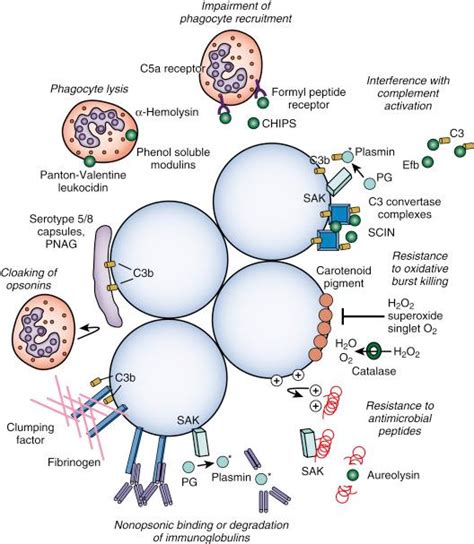 Staphylococcal Infections Clinical Tree