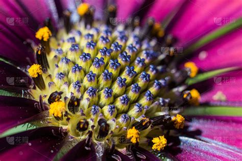 粉红色花的雌蕊