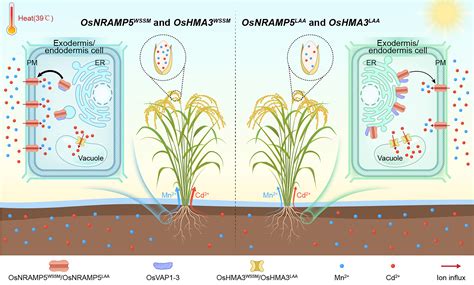 Pyramiding Elite Alleles Of The Genetically Linked Osnramp5 And Oshma3