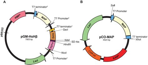 as shown in panel a the pgm hαhβ plasmid system contains a cassette of