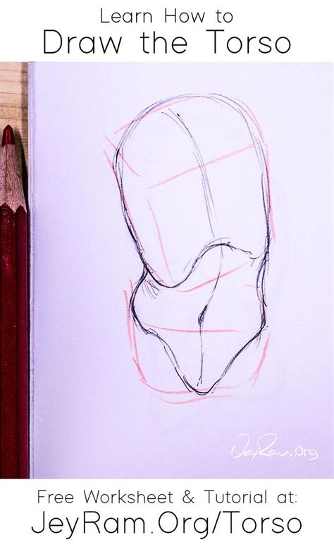How To Draw The Torso Free Worksheet Tutorial Anatomy Tutorial Learn To Draw Drawing Tutorial