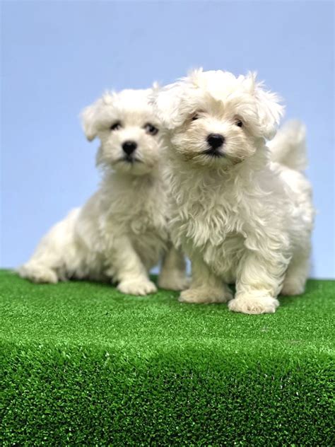 Maltese Terrİer Yavrusu