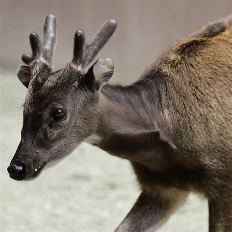 Philippine Deer Species