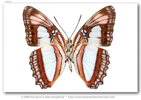 Adelpha Serpa Celerio Pinned Specimens Page 2