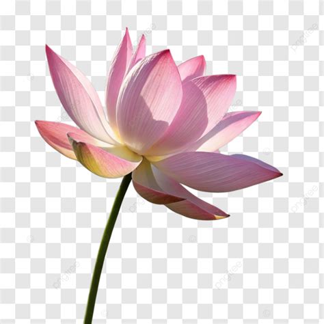 햇빛에 빛나는 분홍색 연꽃이 멋진 식물 걸작 핑크 연꽃 햇빛에 빛나는 연꽃 고해상도 로터스 이미지 Png 일러스트 및 이미지 에 대한 무료 다운로드 Pngtree