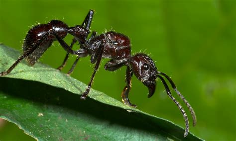 10 Most Terrifying Insects In The World Cleaneatng