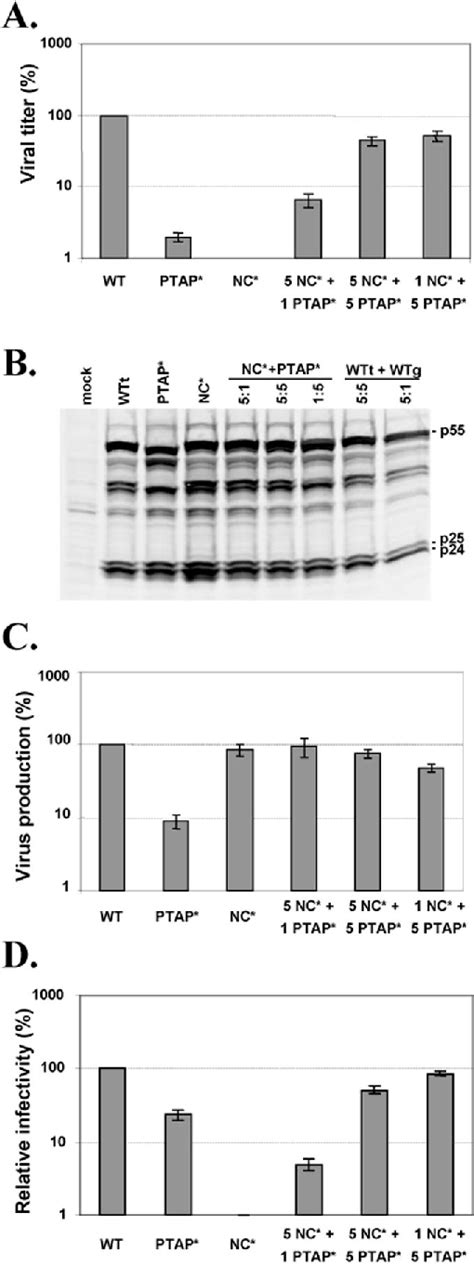 Figure 2 From Functional Complementation Of Nucleocapsid And Late